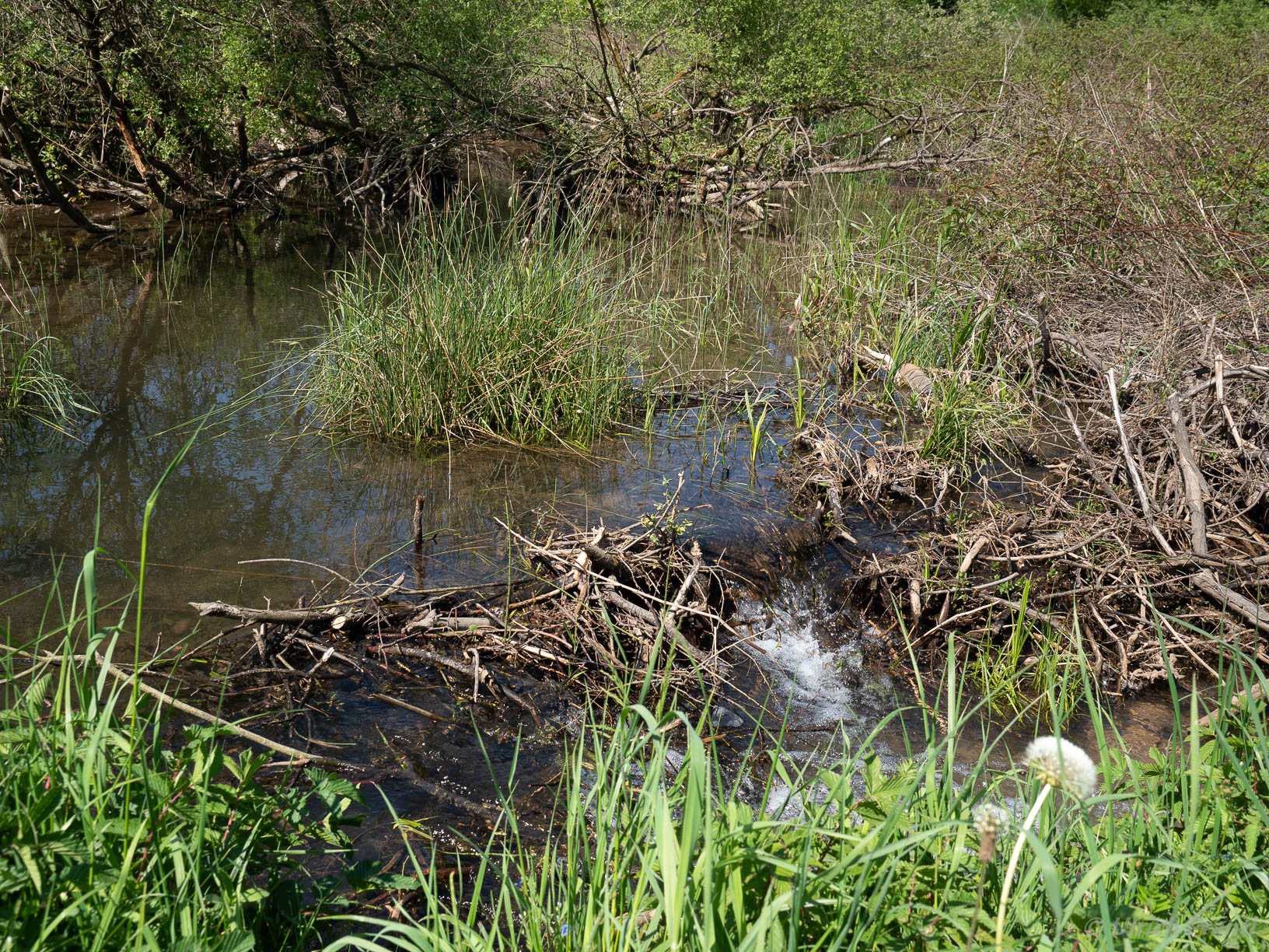 Biber im Spessart | über 40 Bilder und viele Informationen